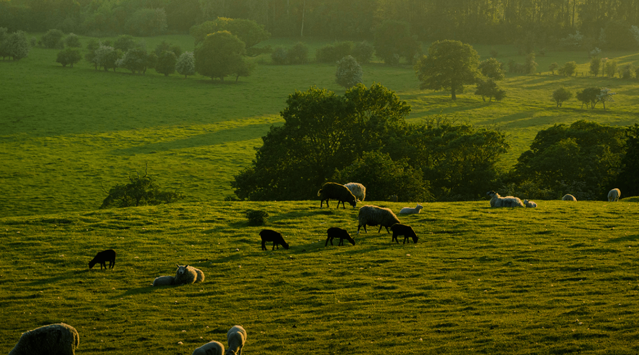 Welcome to Mudgee Meat – Mudgee Lamb